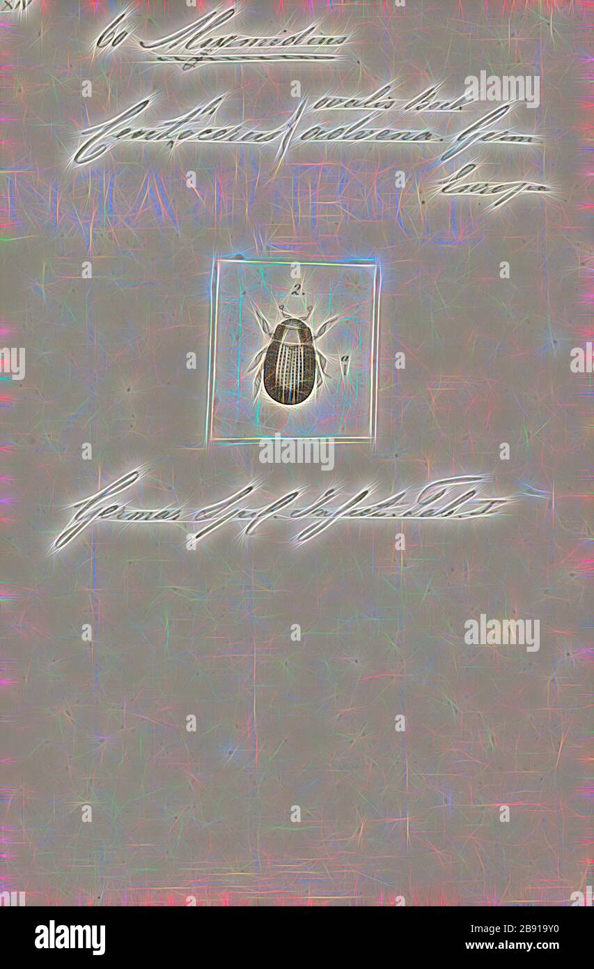 Murmidius, Print, Murmidius is a genus of beetles in the family ...