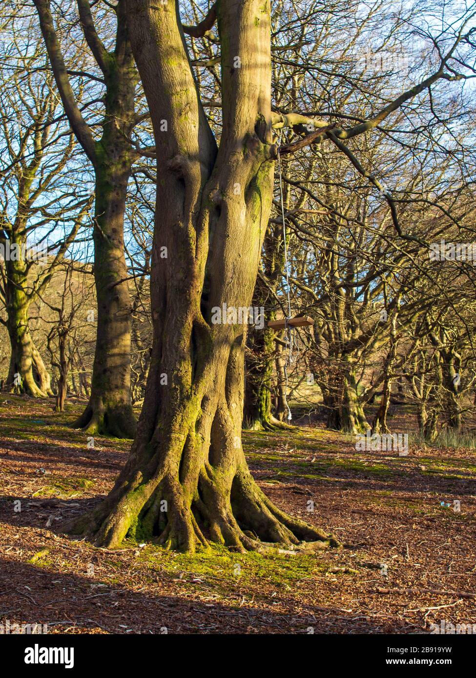Woodland background nature winter turning into spring, Wales United ...