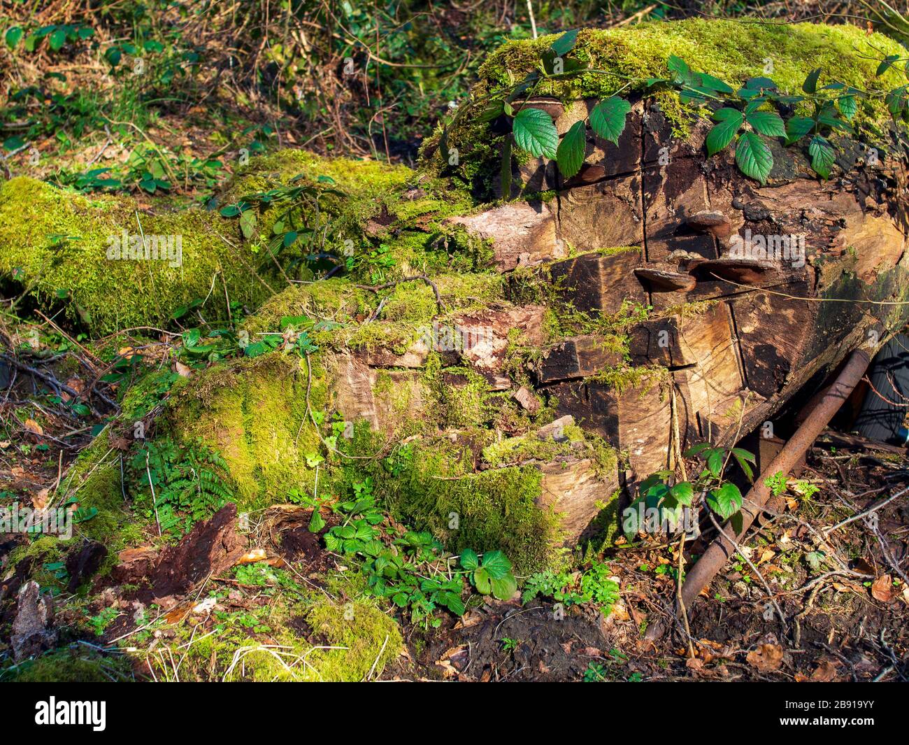 Woodland background nature winter turning into spring, Wales United ...