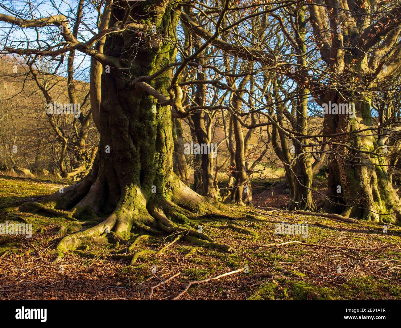 Woodland background nature winter turning into spring, Wales United ...
