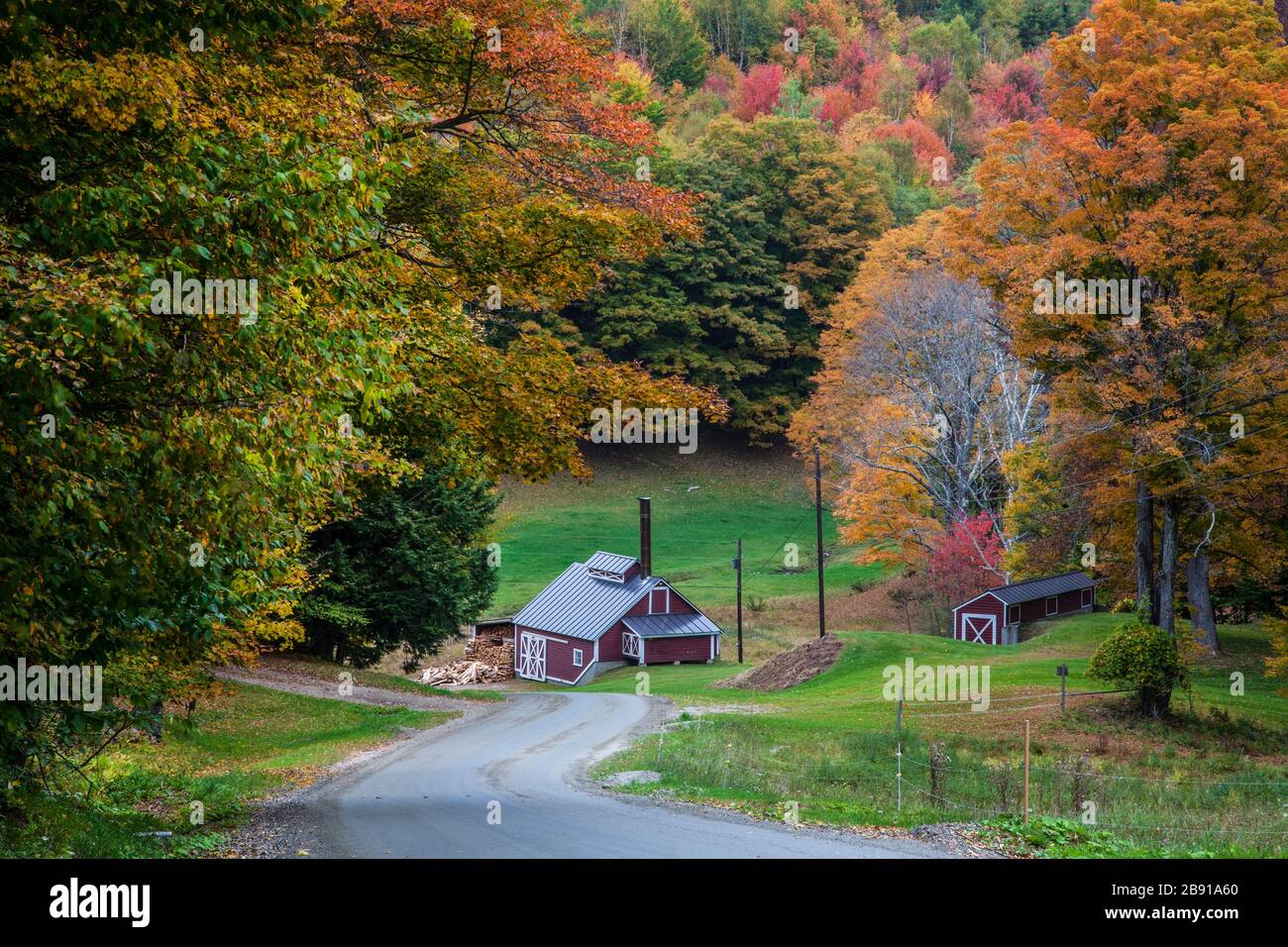Autumn trees and Sugar shack farm for boiling and making maple syrup ...