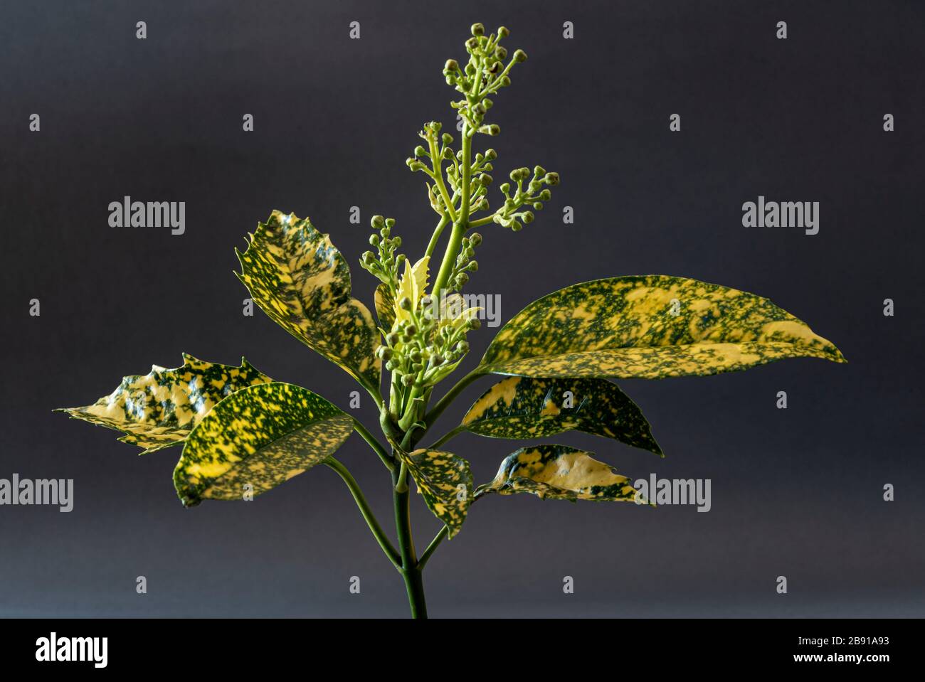 Golden variegated foliage hi-res stock photography and images - Alamy