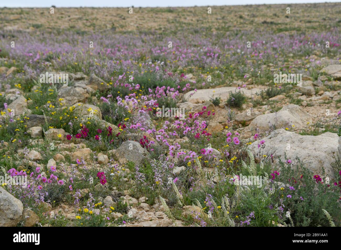 After a rare rainy season in the Negev Desert, Israel, an abundance of ...