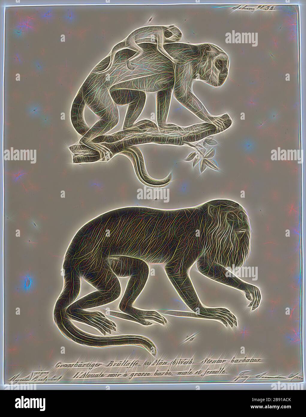 Mycetes beelzebul, Print, A fungus (plural: fungi or funguses) is any ...