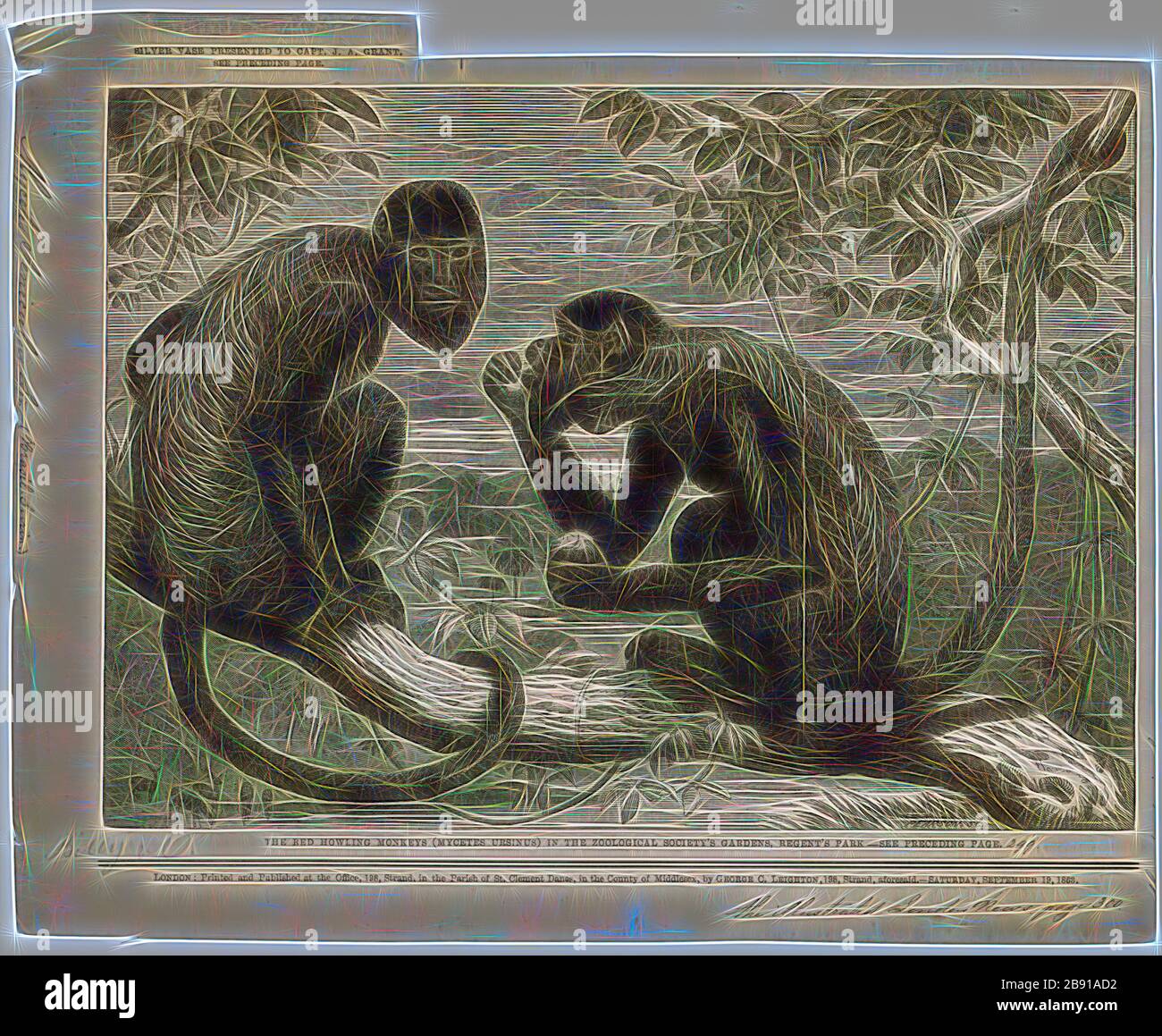 Mycetes seniculus, Print, A fungus (plural: fungi or funguses) is any ...