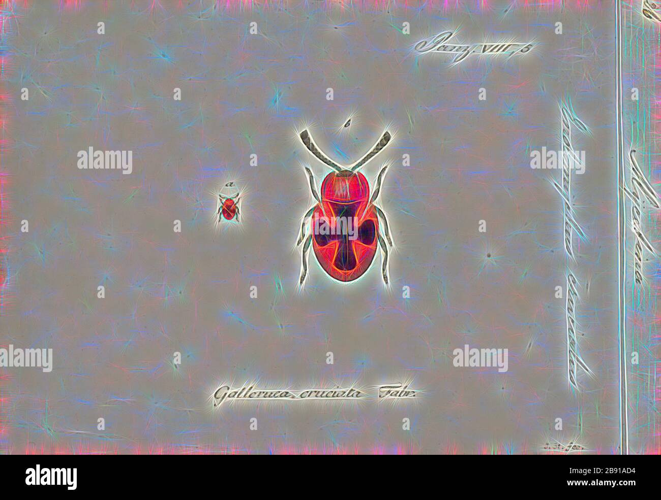 Mycetina, Print, Mycetina is a genus of handsome fungus beetles in the ...