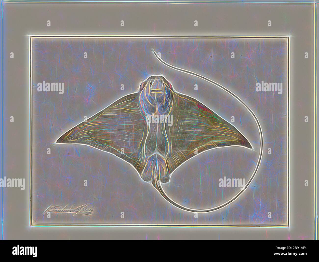 Myliobatis spec hi-res stock photography and images - Alamy