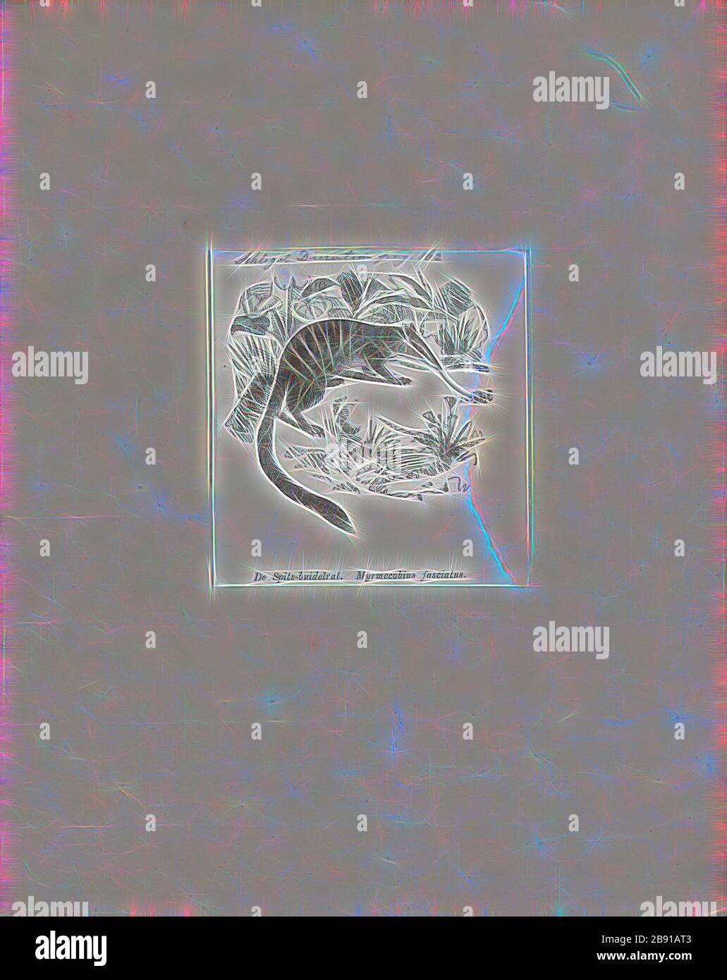 Numbat conservation hi-res stock photography and images - Alamy