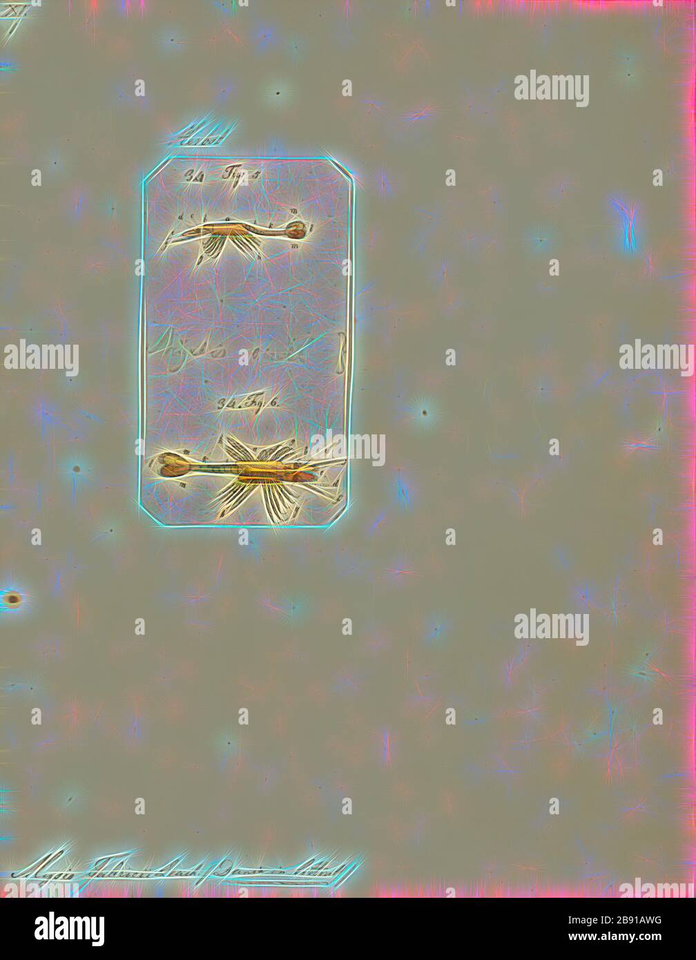 Mysis fabricii, Print, Mysis is a genus of mysid crustaceans in the ...