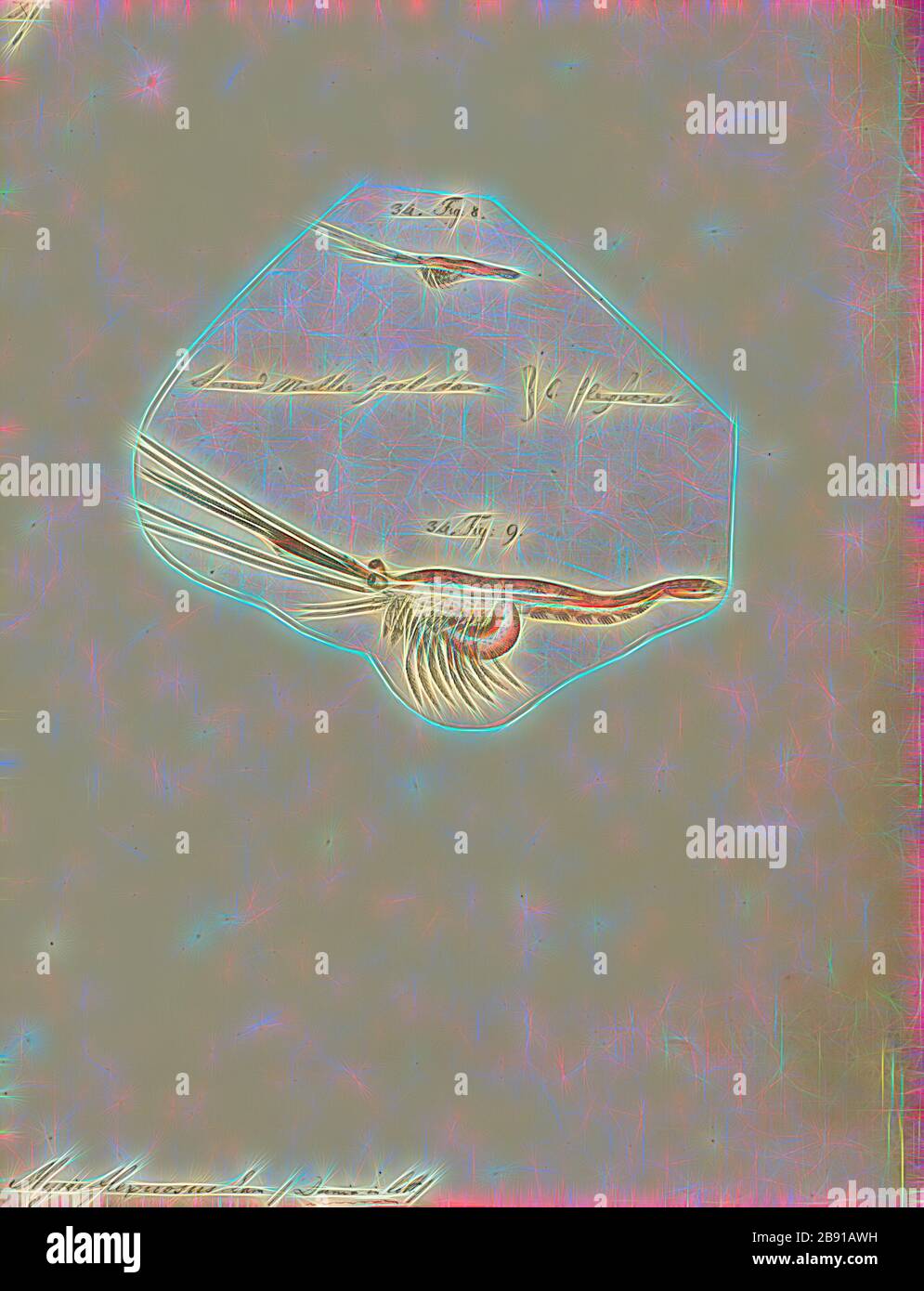 Mysis flexuosus, Print, Mysis is a genus of mysid crustaceans in the ...