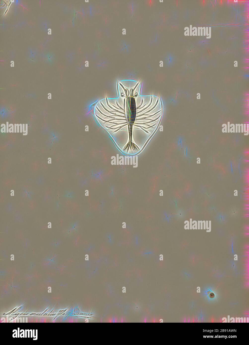 Mysis oculatus hi-res stock photography and images - Alamy