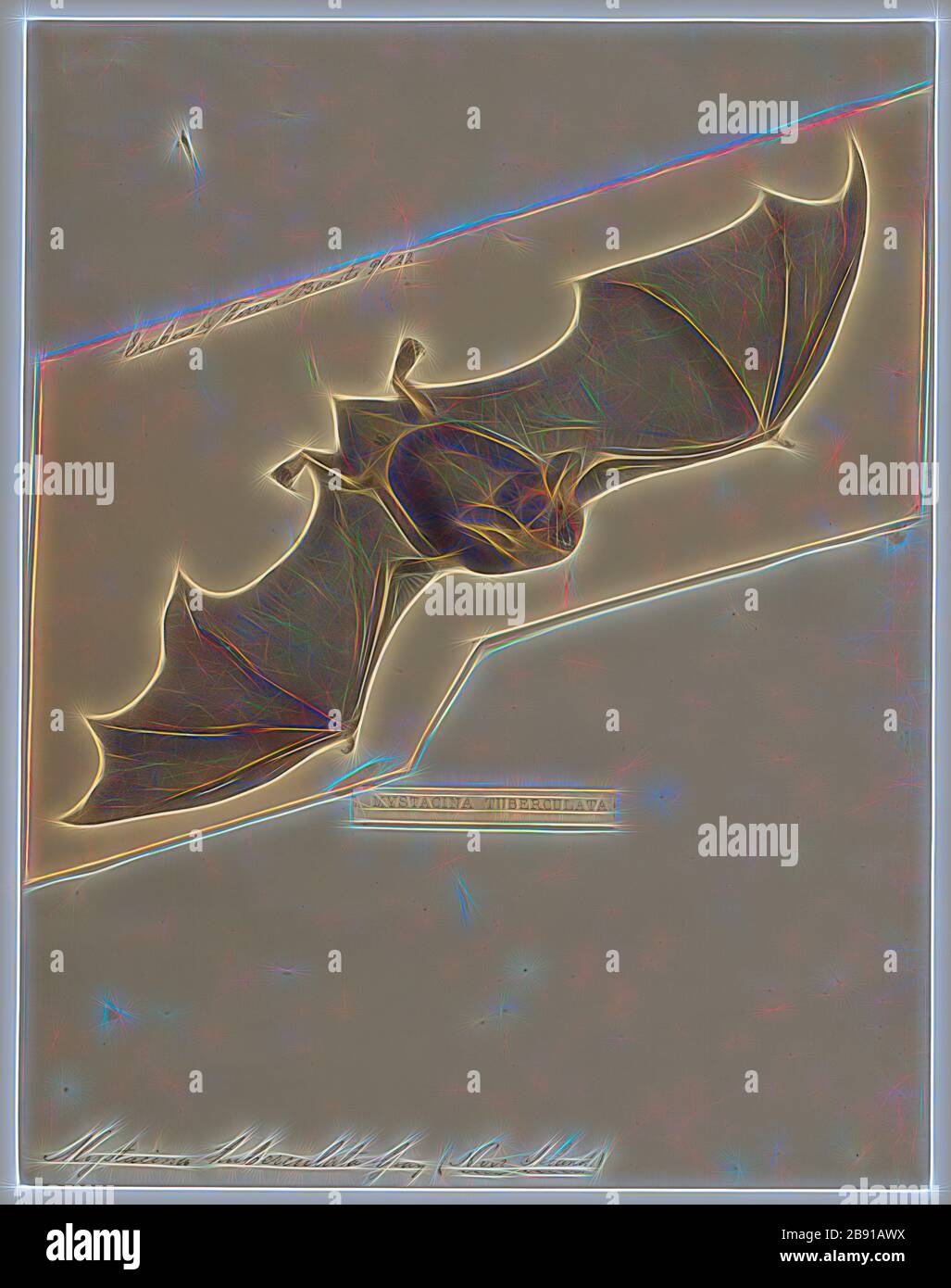 Short tailed bat new zealand hi-res stock photography and images - Alamy