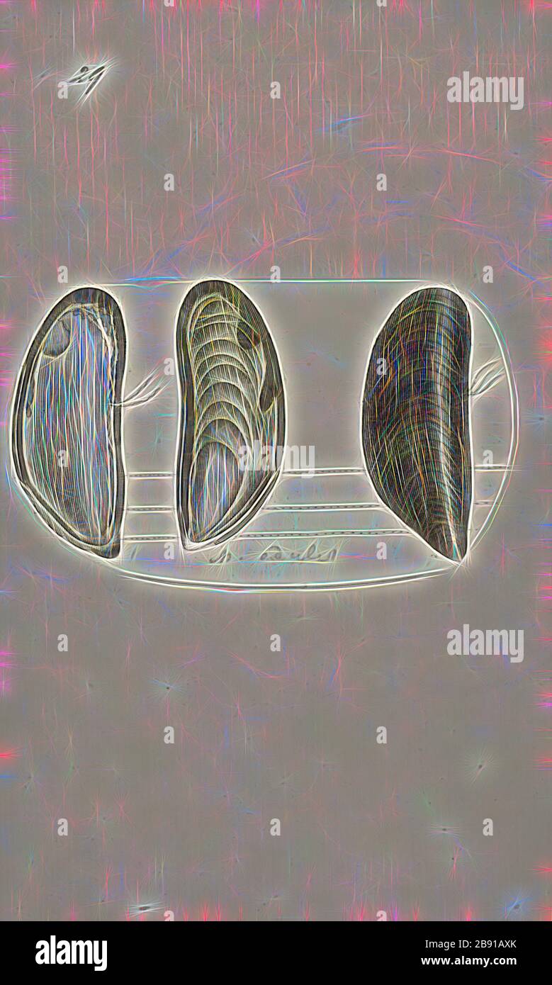 Family mytilidae hi-res stock photography and images - Alamy