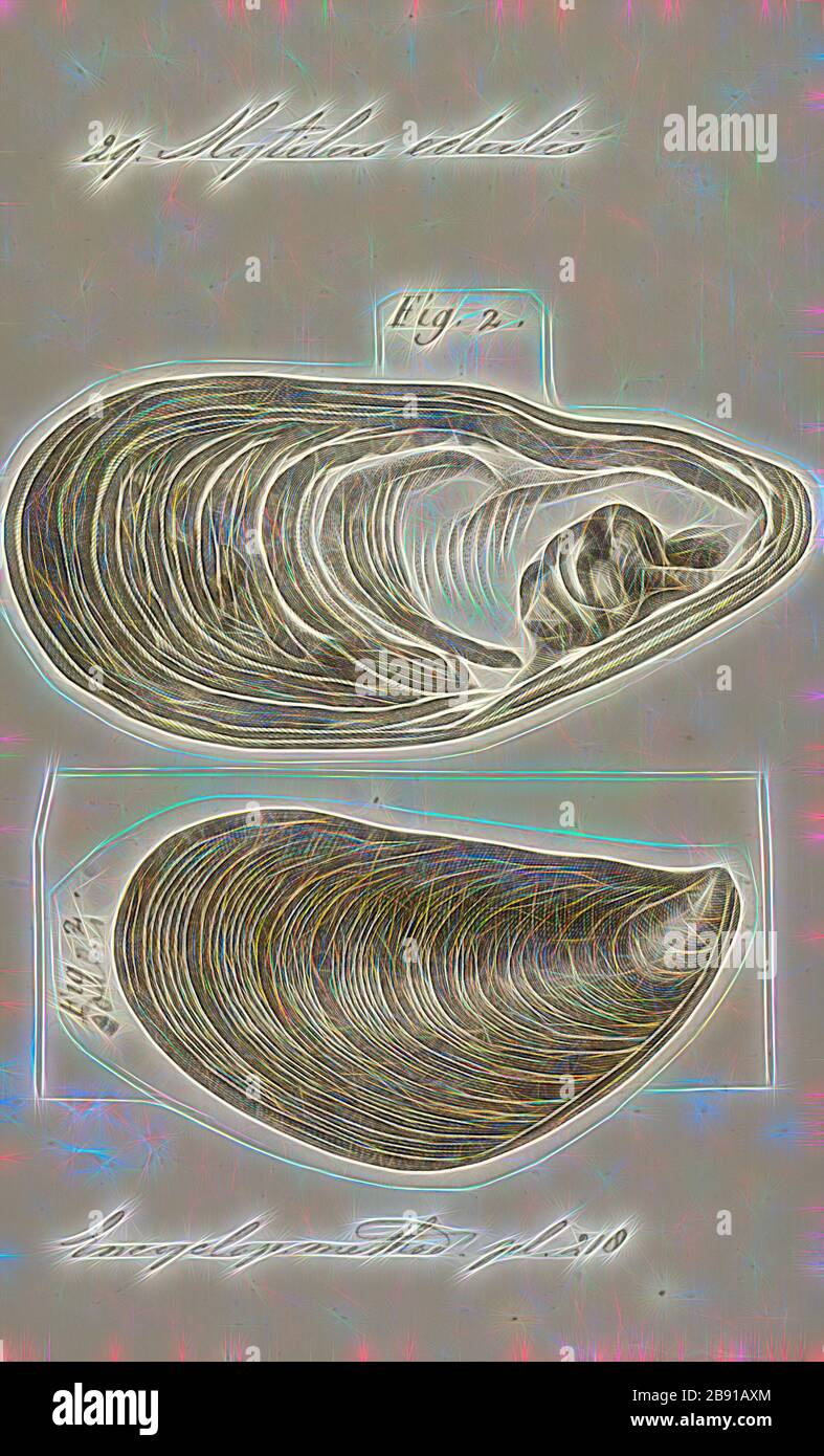 Family mytilidae hi-res stock photography and images - Alamy