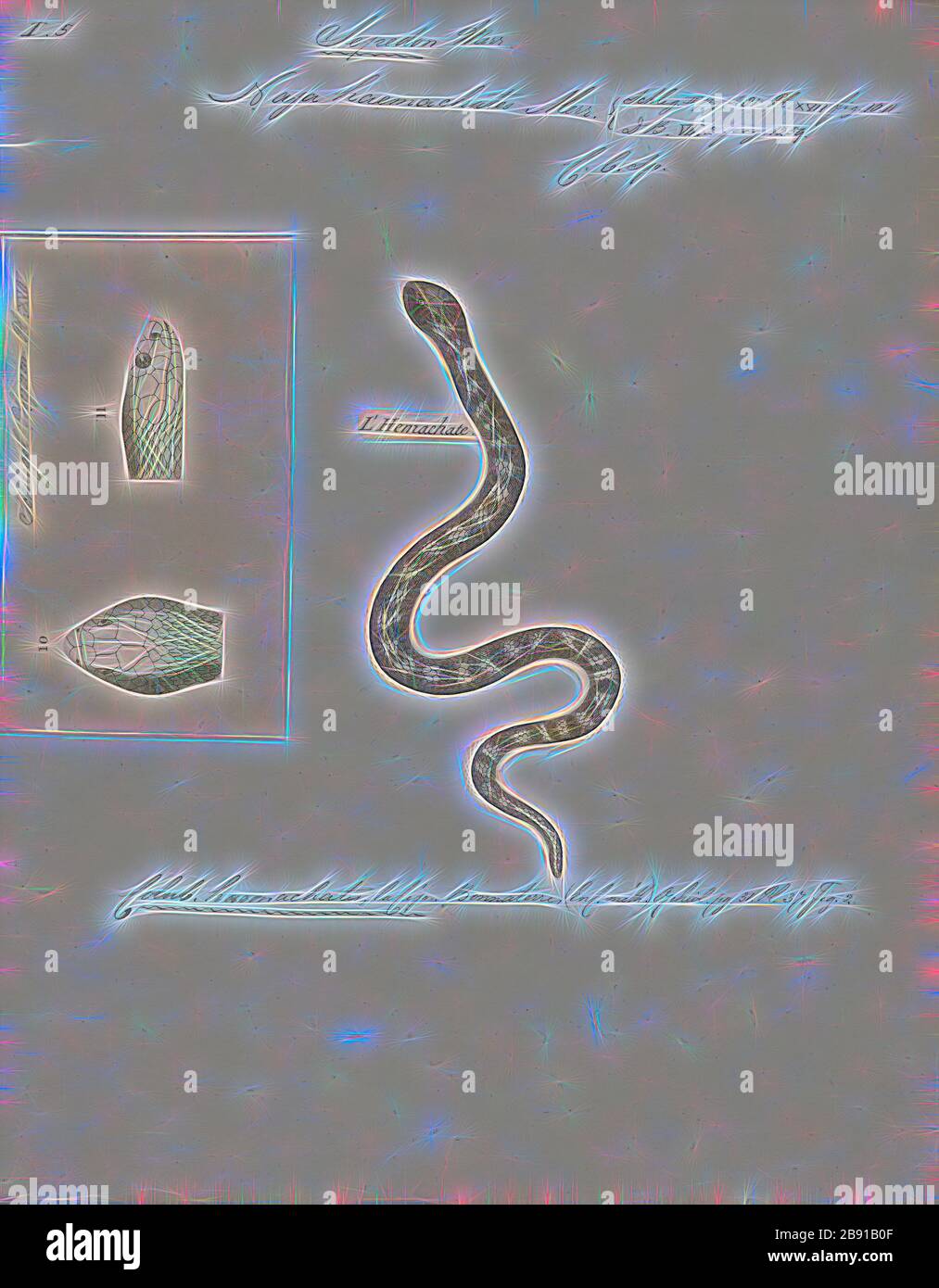 Naja haemachates, Print, Naja is a genus of venomous elapid snakes ...