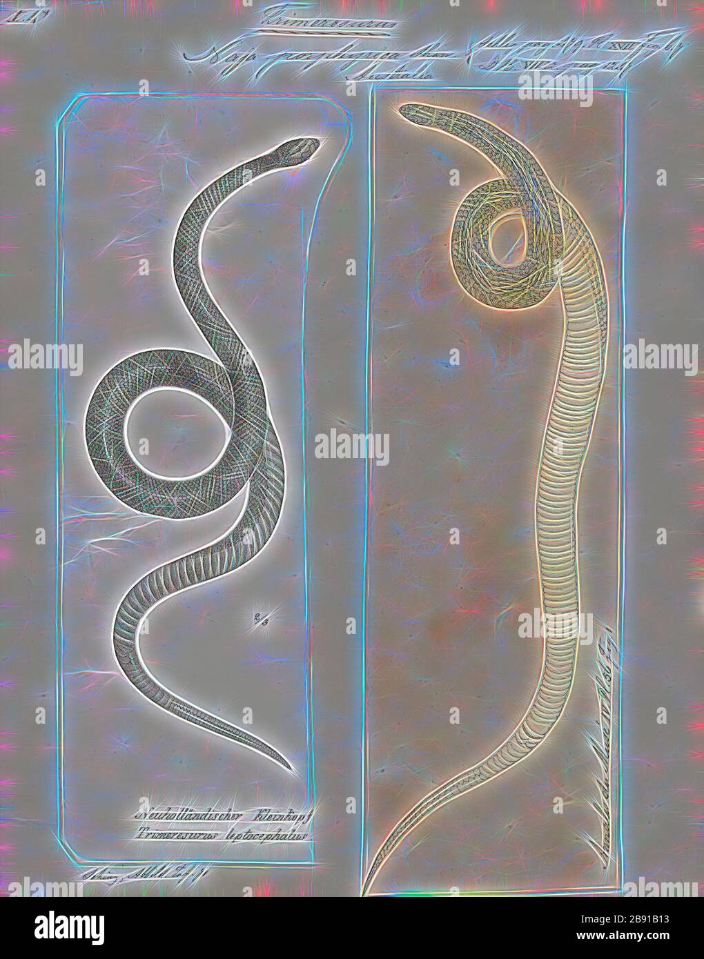 Naja porphyrica, Print, Naja is a genus of venomous elapid snakes known ...