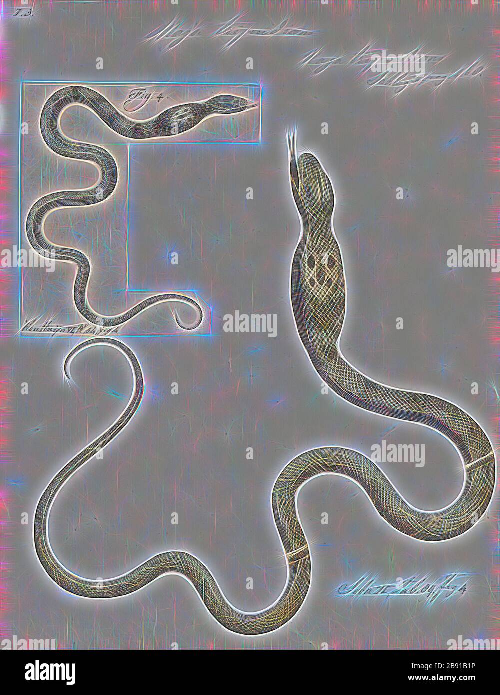 True cobras hi-res stock photography and images - Alamy