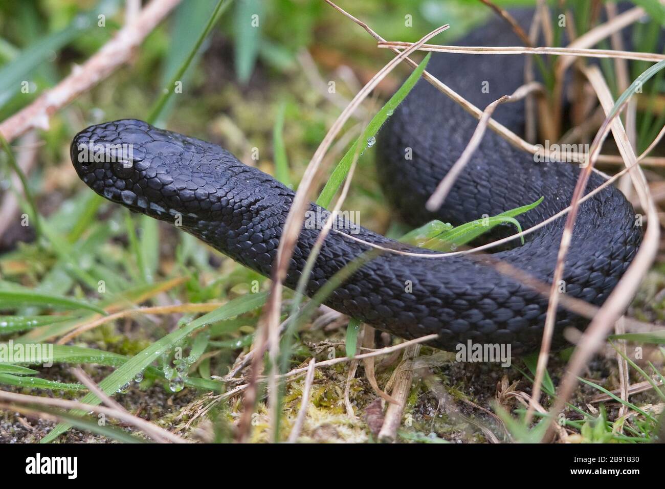 Melanistic adder hi-res stock photography and images - Alamy