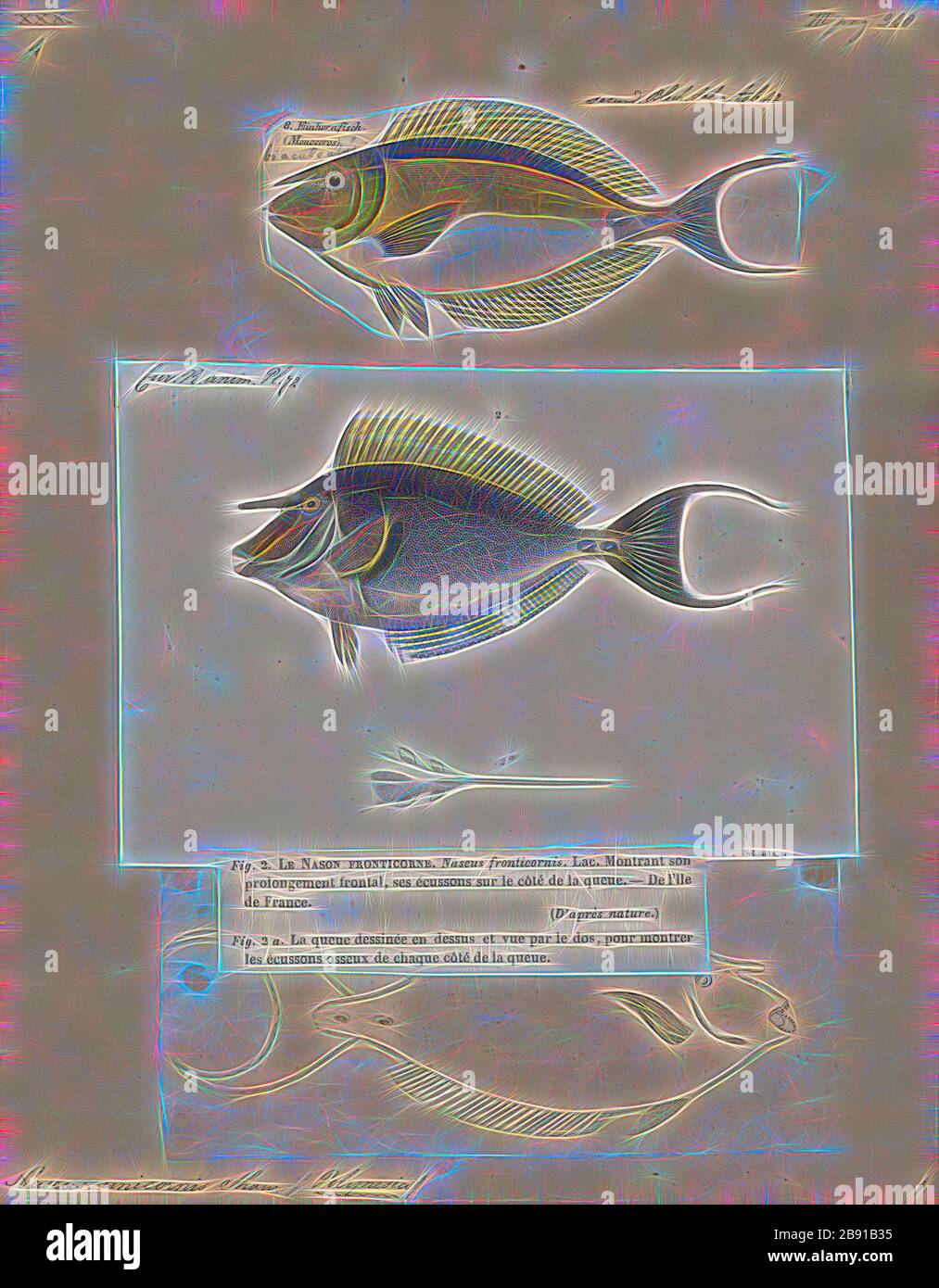 Naseus unicornis, Print, Naseus is an extinct genus of surgeonfishes ...