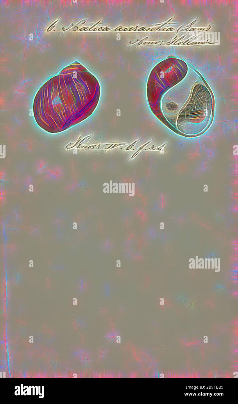 Natica aurantia, Print, Polinices aurantius is a species of predatory ...