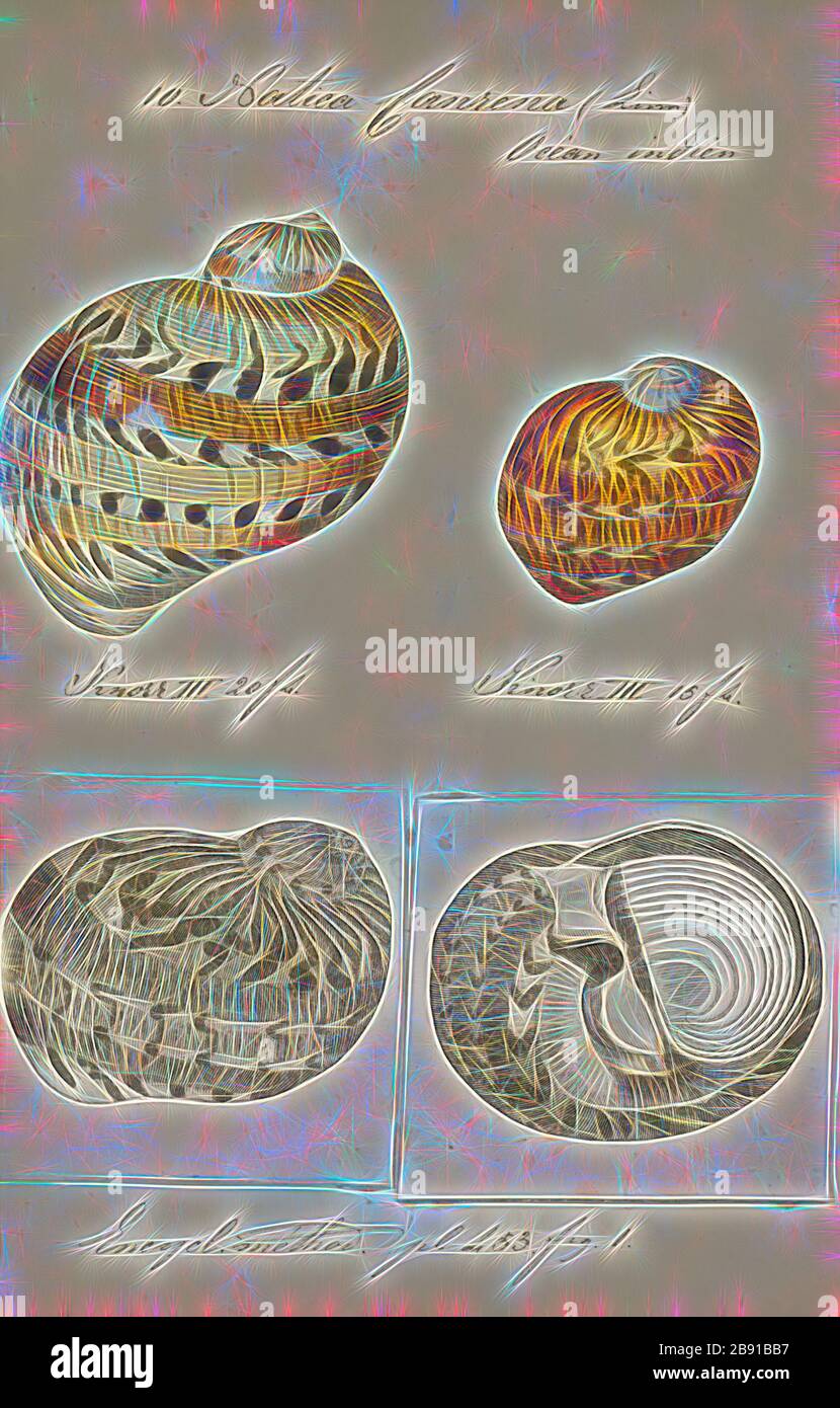 Natica canrena, Print, Naticarius canrena is a species of predatory sea ...