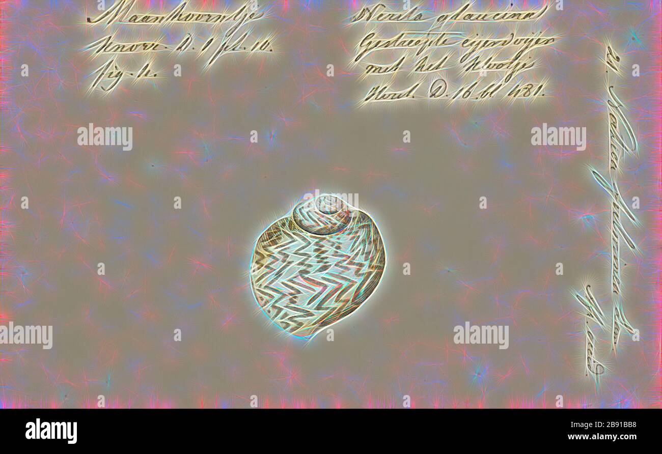 Natica fulminea, Print, Natica fulminea, common name the lightning moon ...