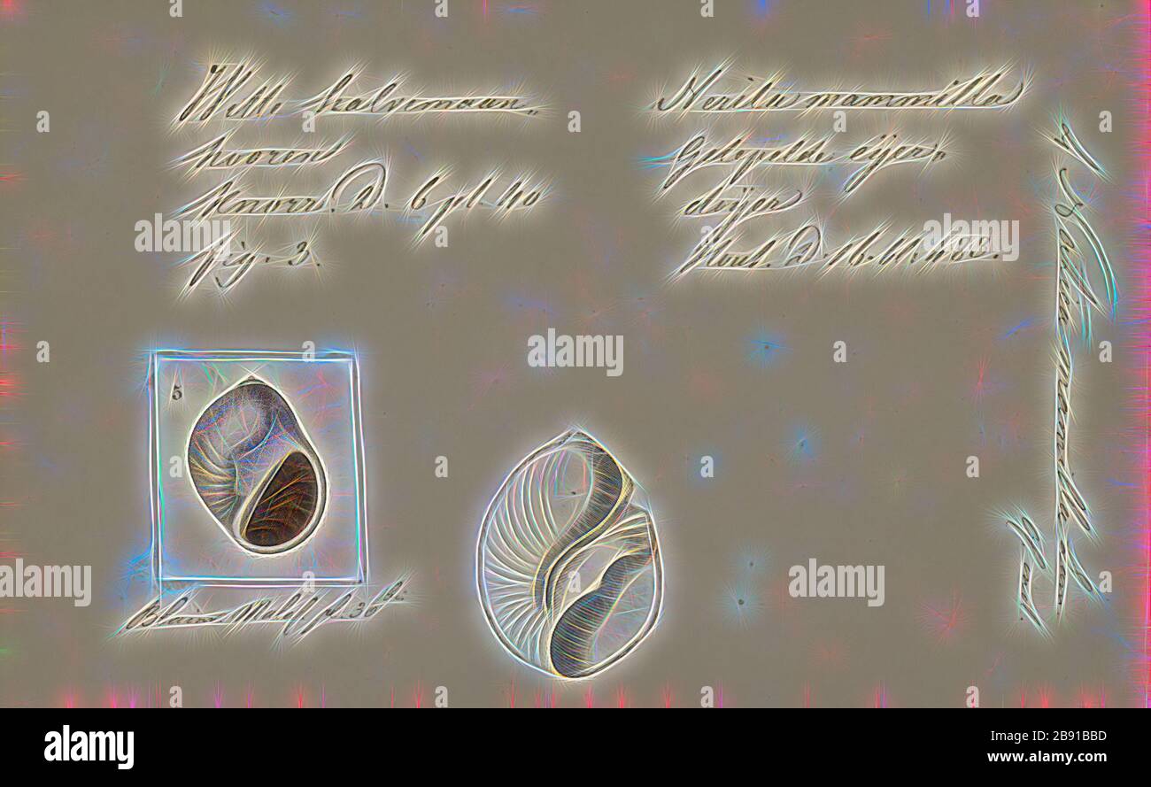 Natica mamilla, Print, Polinices mammilla is a species of predatory sea ...