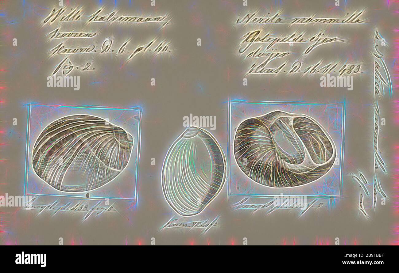 Natica mamilla, Print, Polinices mammilla is a species of predatory sea ...