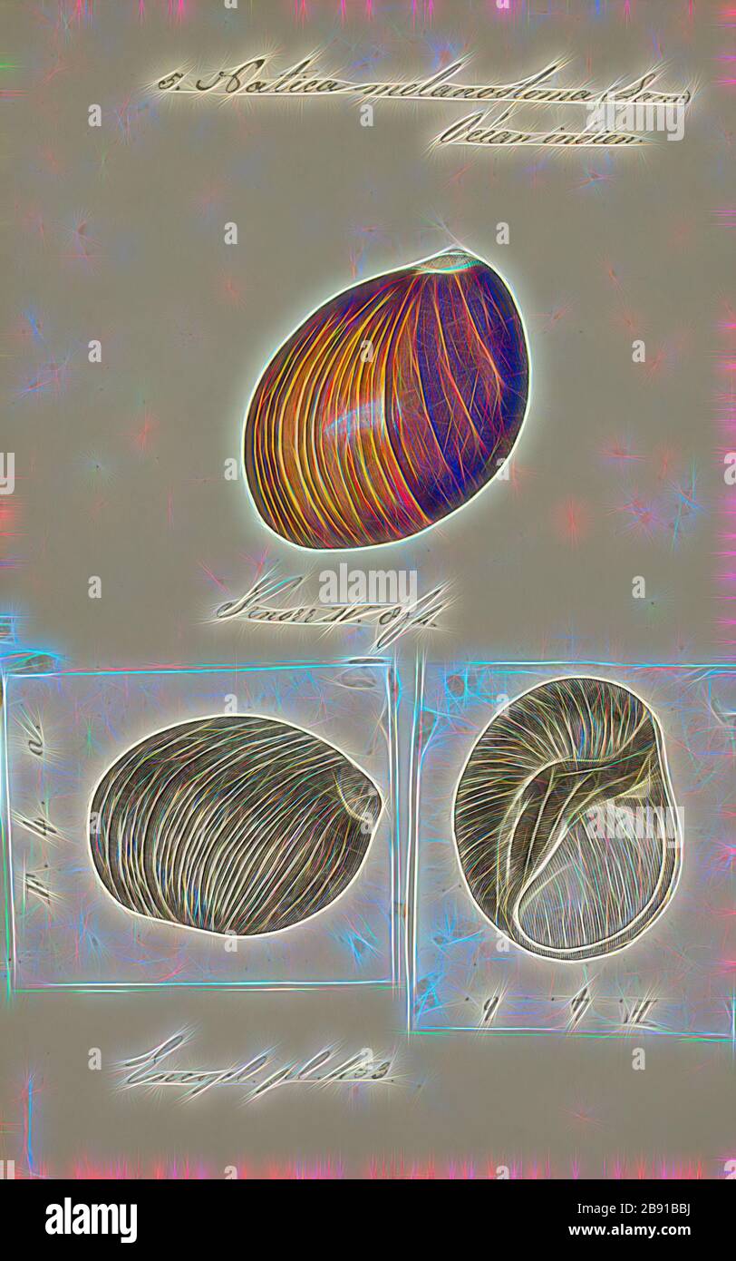 Natica melanostoma, Print, Mammilla melanostoma is a species of ...