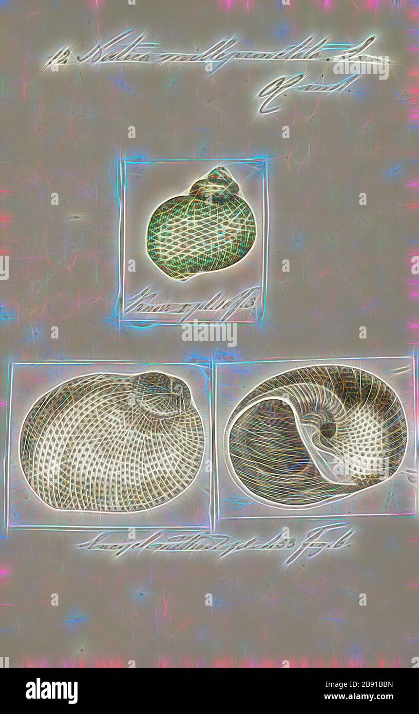 Natica millepunctata, Print, Natica is a genus of small to medium-sized ...