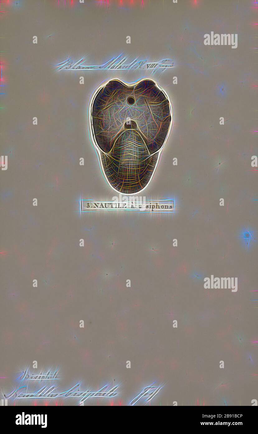 Cephalopod family nautilidae hi-res stock photography and images - Alamy