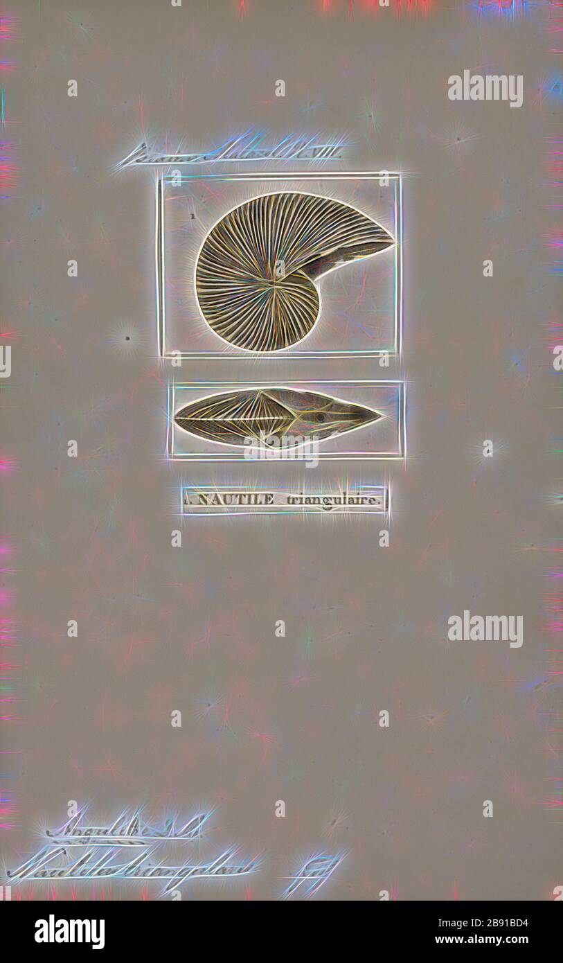 Nautilus triangularis, Print, The nautilus is a pelagic marine mollusc ...