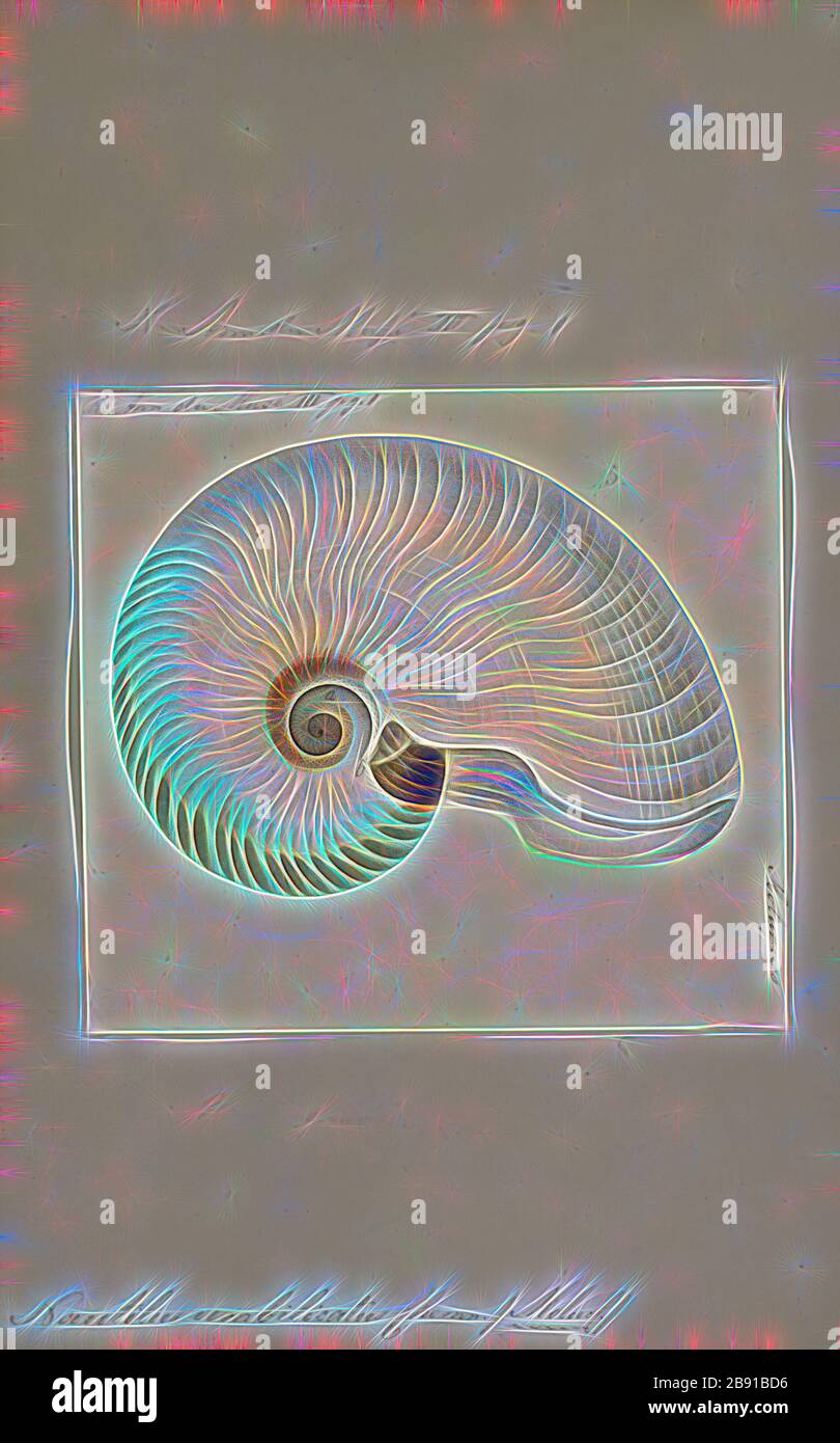 Nautilus umbilicatus, Print, Allonautilus scrobiculatus, also known as ...