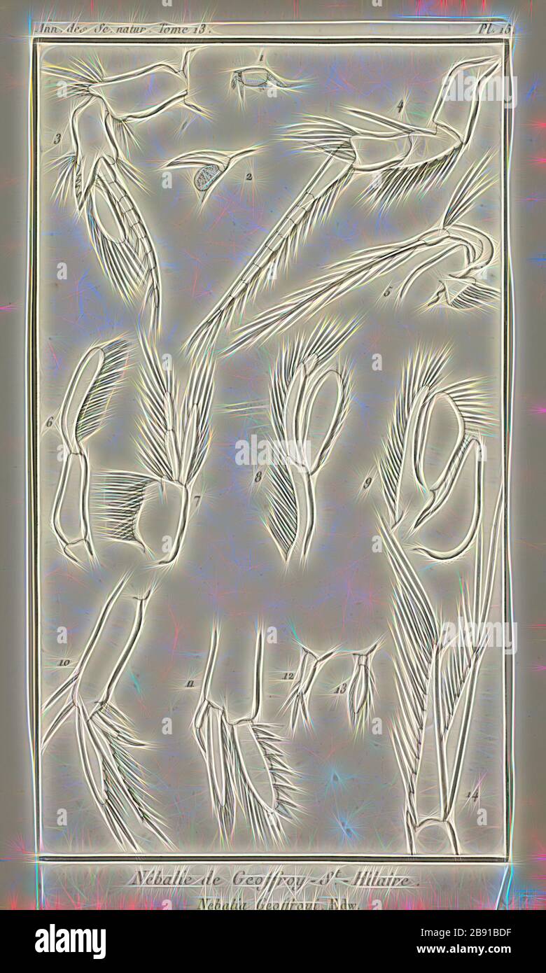 Leptostraca hi-res stock photography and images - Alamy
