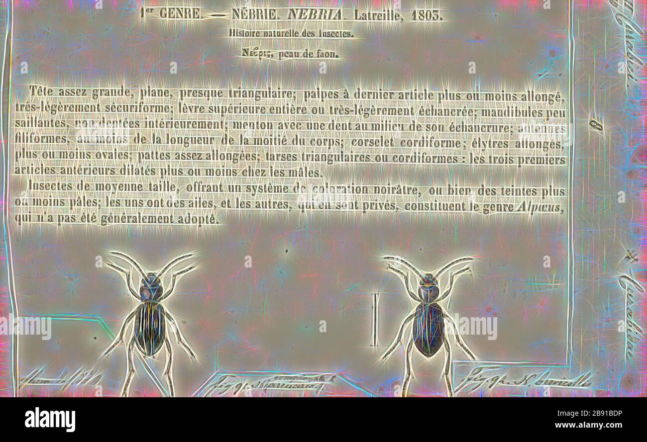 Nebria, Print, Nebria is a genus of ground beetles native to the ...