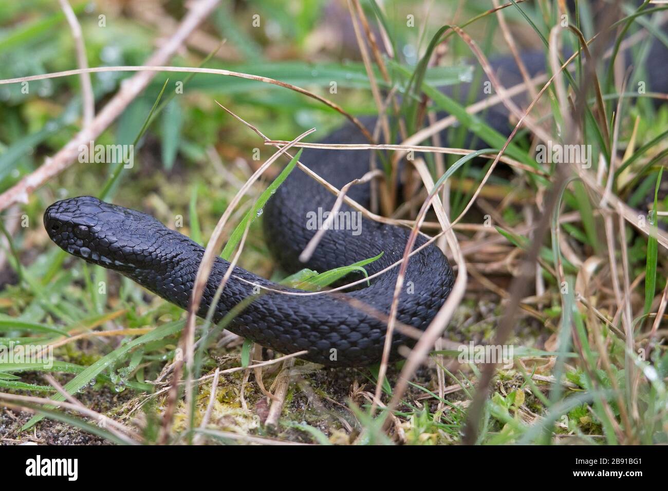 Black adders hi-res stock photography and images - Alamy