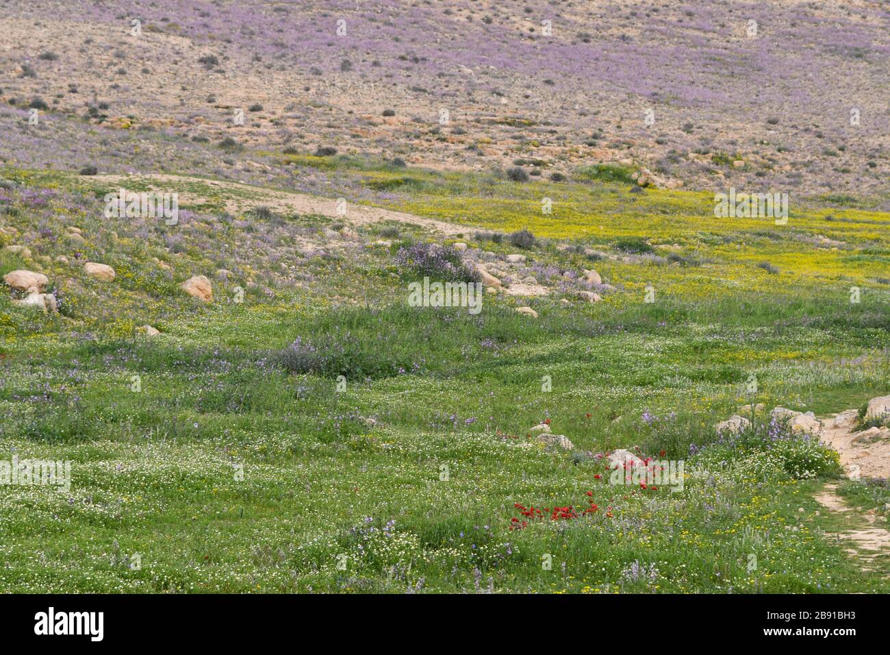 After a rare rainy season in the Negev Desert, Israel, an abundance of ...