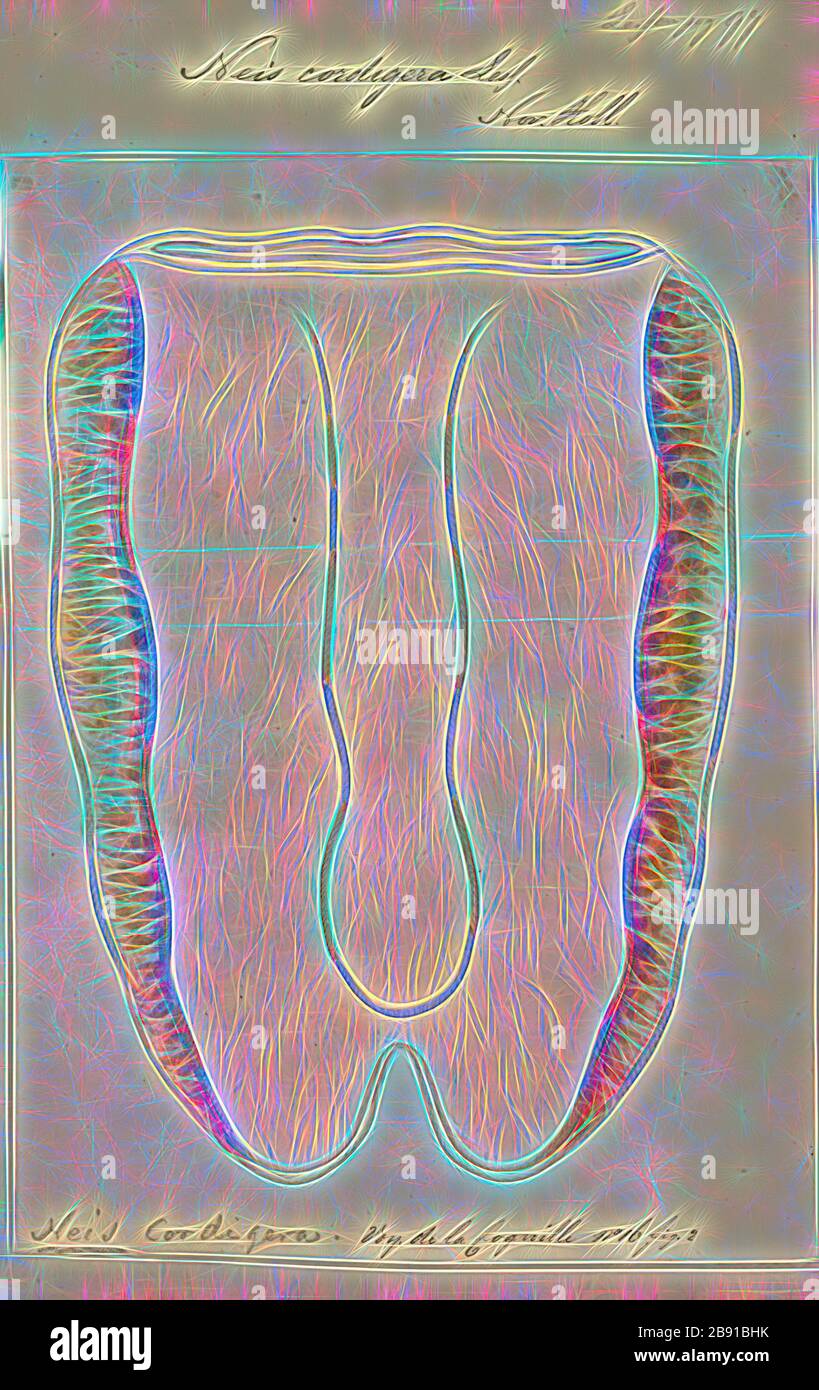 Neis cordigera hi-res stock photography and images - Alamy