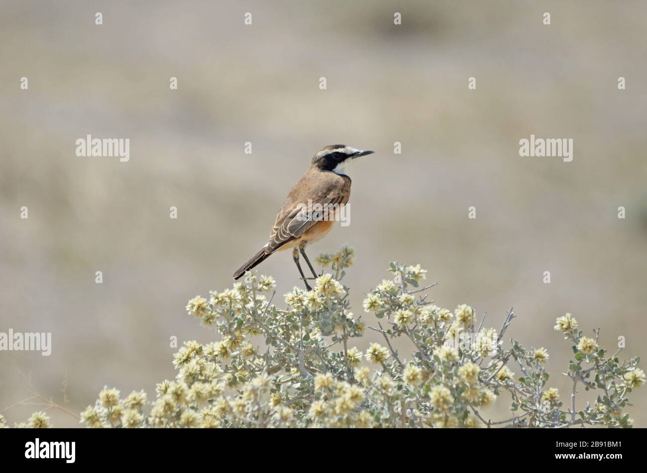 Capped wheatear, dry background, Namibia Stock Photo - Alamy