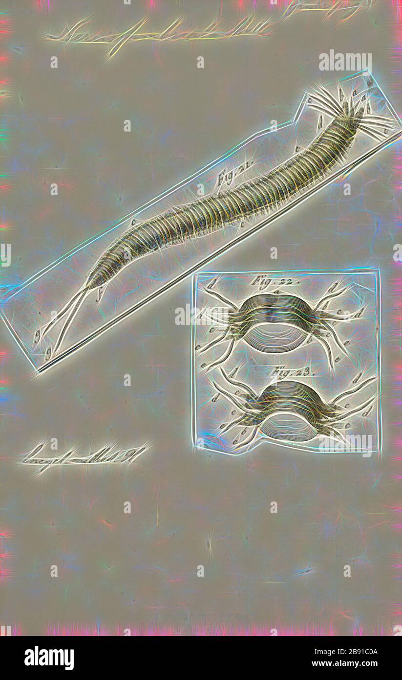 Locomotor Chaetae High Resolution Stock Photography and Images - Alamy