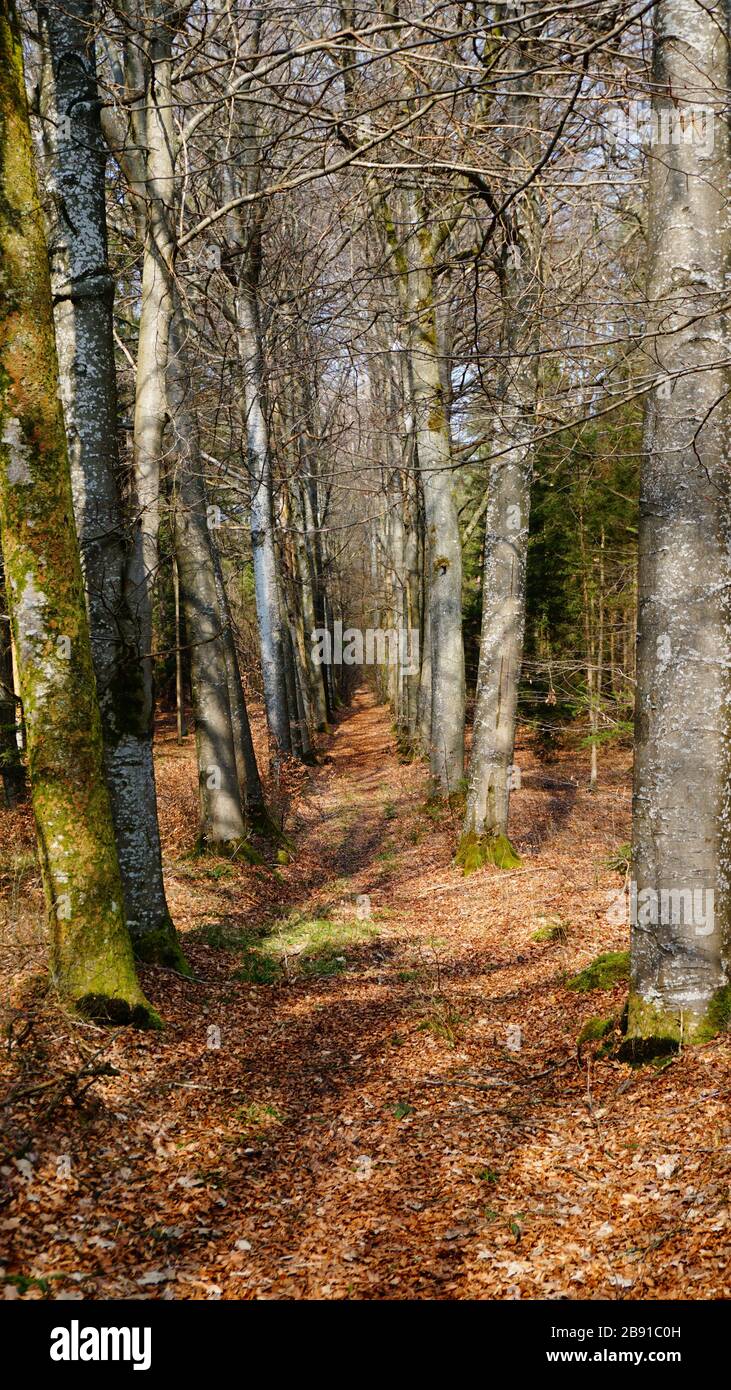 Beautiful spring forest trees colors hi-res stock photography and ...