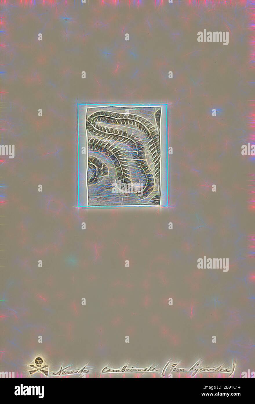 Trace fossil hi-res stock photography and images - Alamy