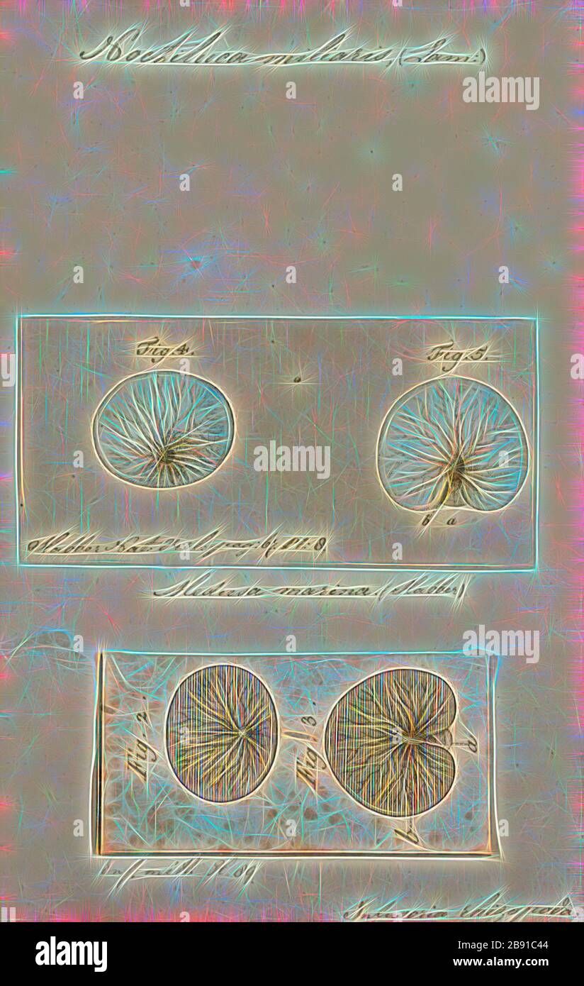 Noctiluca miliaris, Print, Noctiluca scintillans, commonly known as the ...