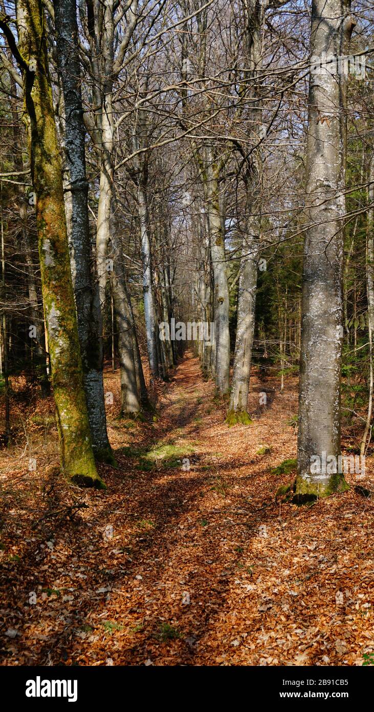 Beautiful spring forest trees colors hi-res stock photography and ...