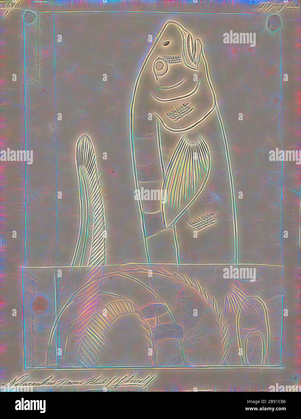 Notacanthus nasus, Print, Notacanthus is a genus of spiny eels in the ...