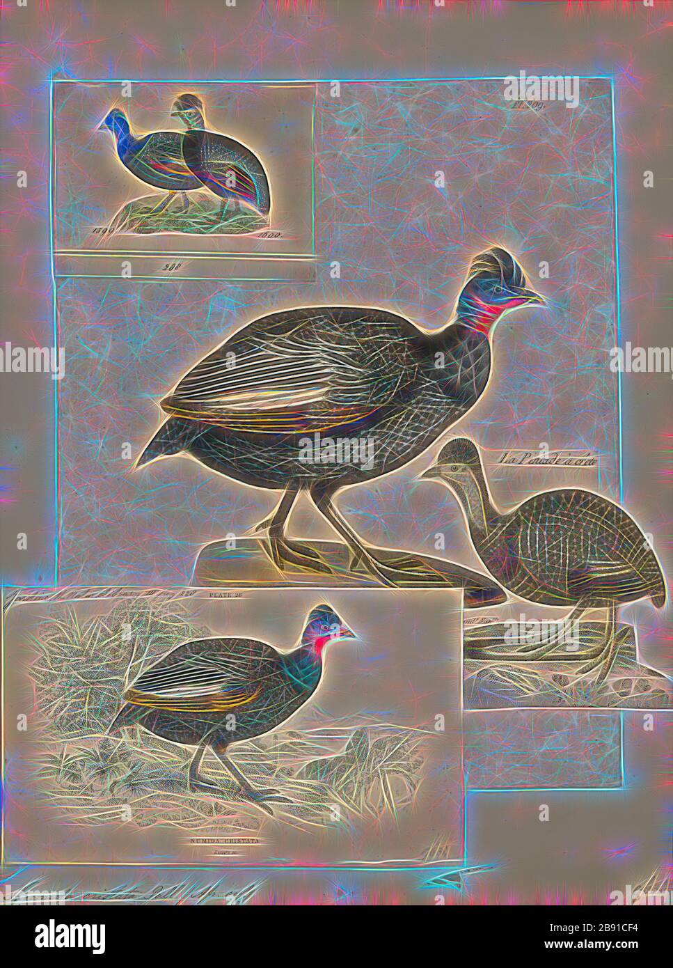 Only member of the genus numida hi-res stock photography and images - Alamy