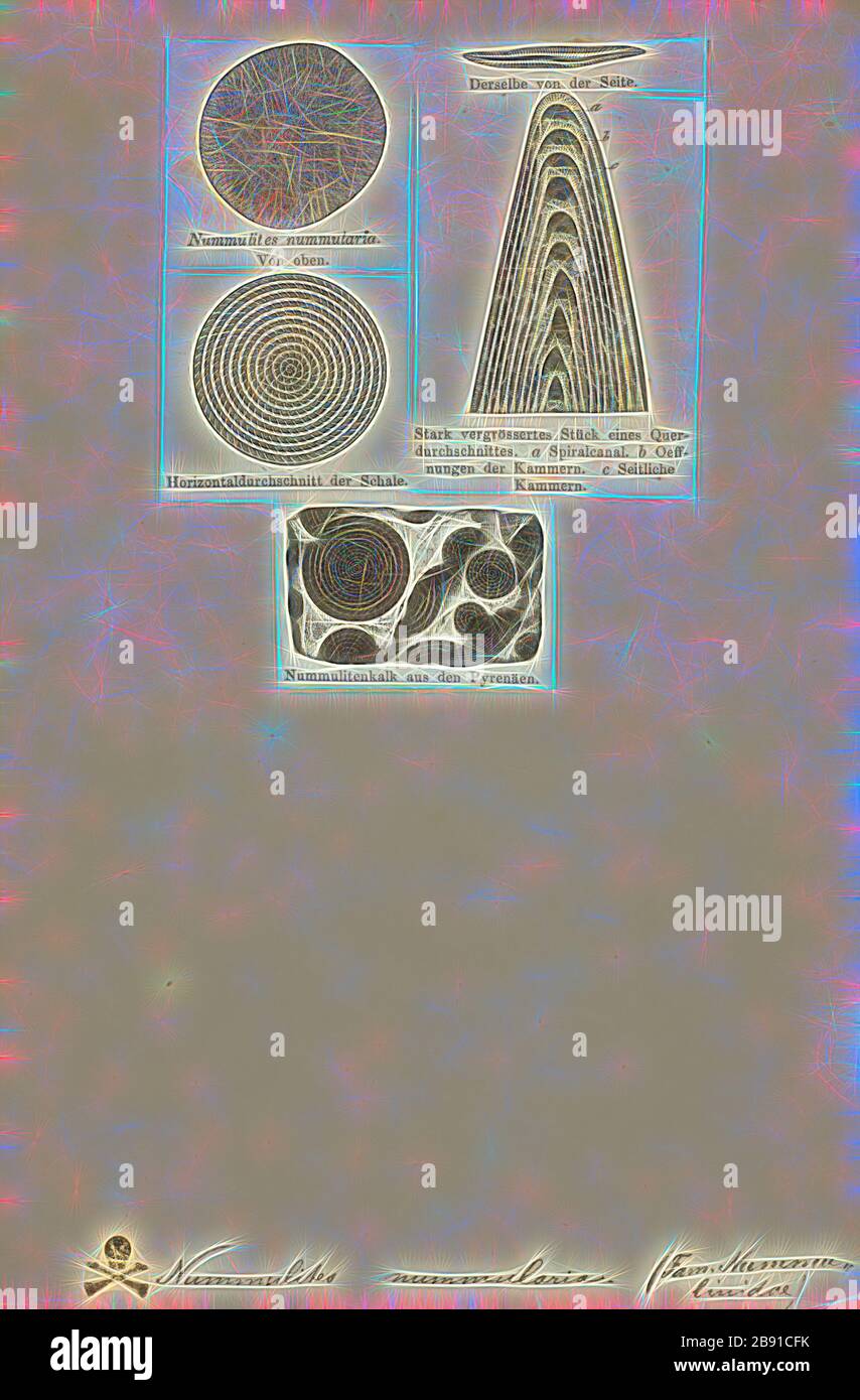 Nummulites hi-res stock photography and images - Alamy