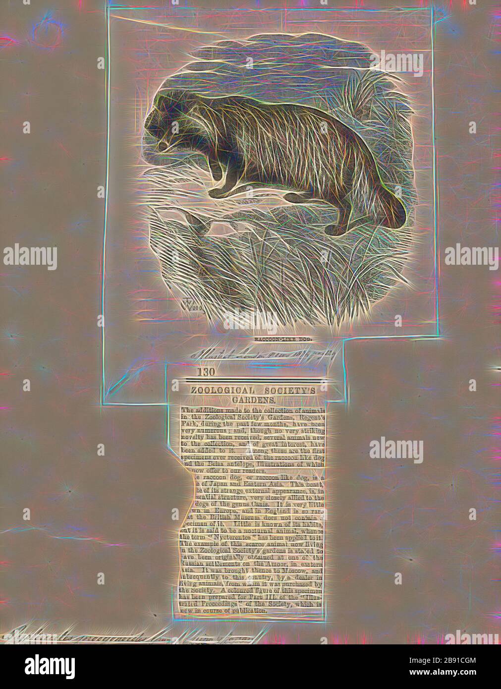 Nyctereutes procyonoides, Print, The raccoon dog (Nyctereutes ...