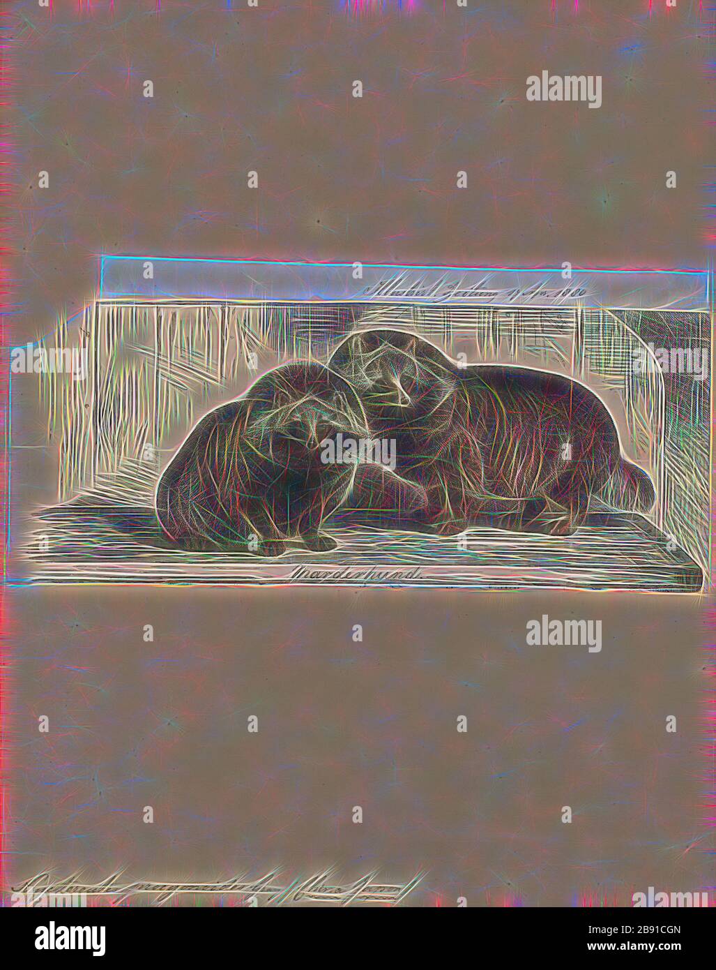 Nyctereutes procyonoides, Print, The raccoon dog (Nyctereutes ...