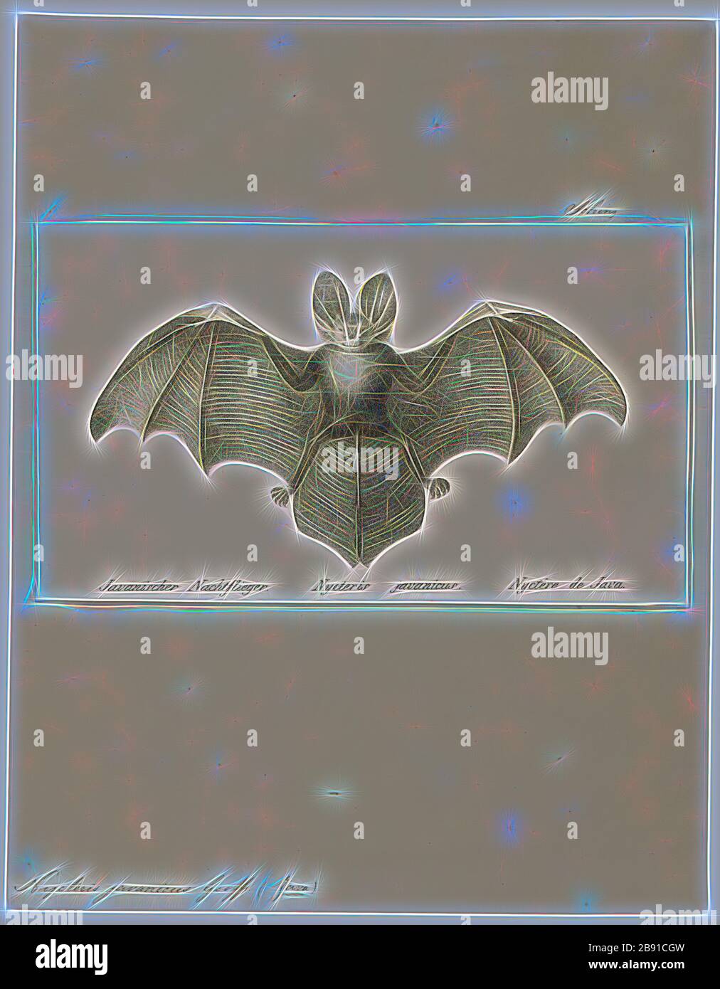 Slit faced bats hi-res stock photography and images - Alamy